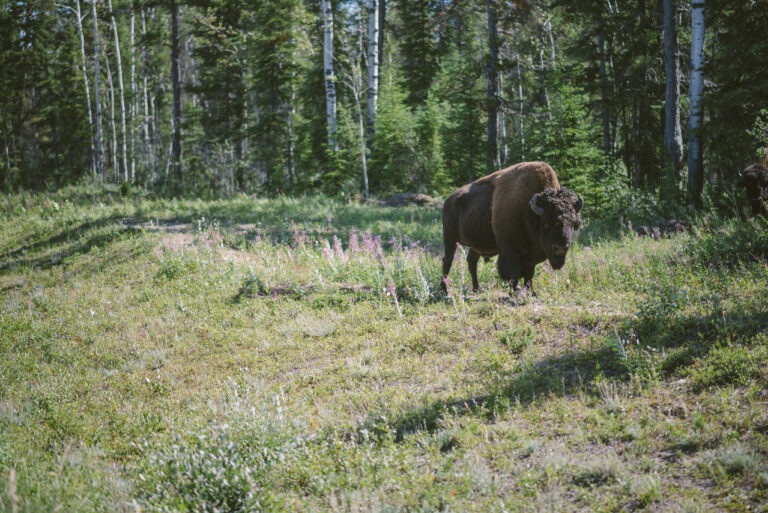 Wood Buffalo National Park | Alberta's 48 Travel Guide